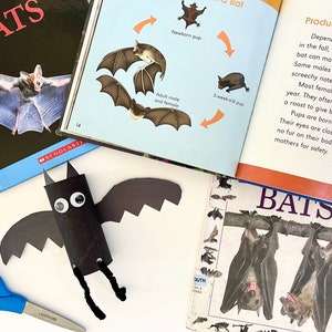 Bat Unit Study, Homeschool, Bat Printables, Bat Activity for Kids ...