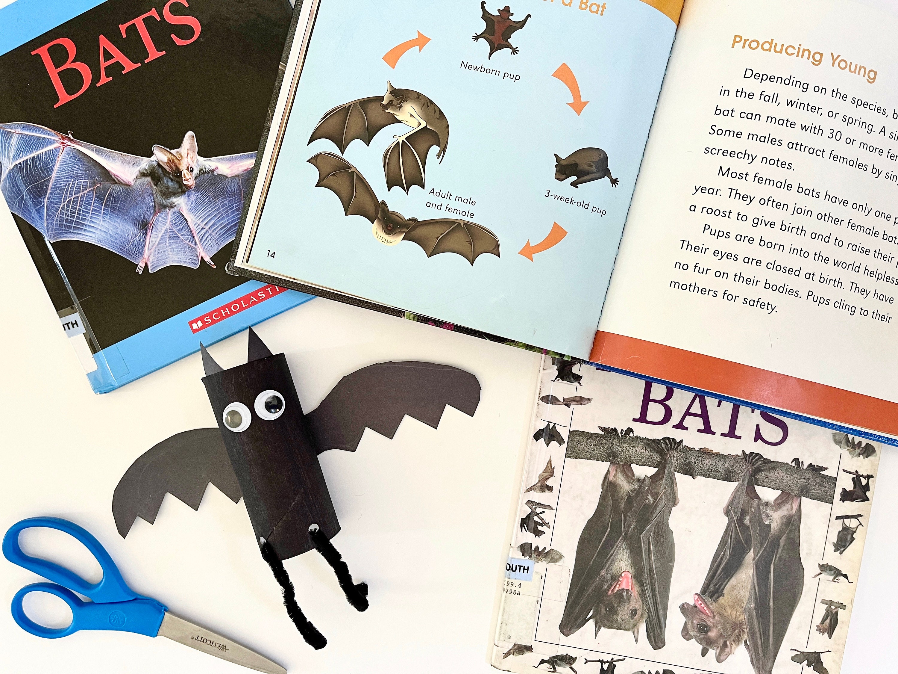 Bat Unit Study, Homeschool, Bat Printables, Bat Activity for Kids ...