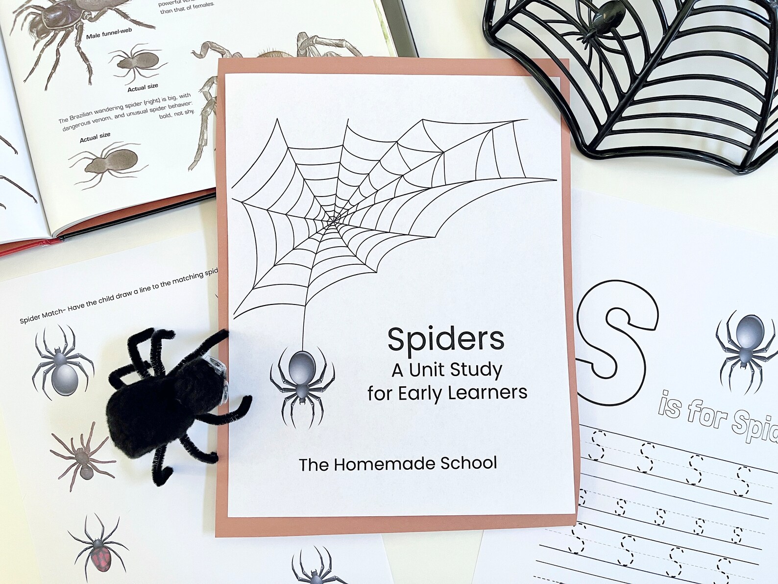 Spider Unit Study, Halloween Unit Study, Spider Life Cycle, Spider ...