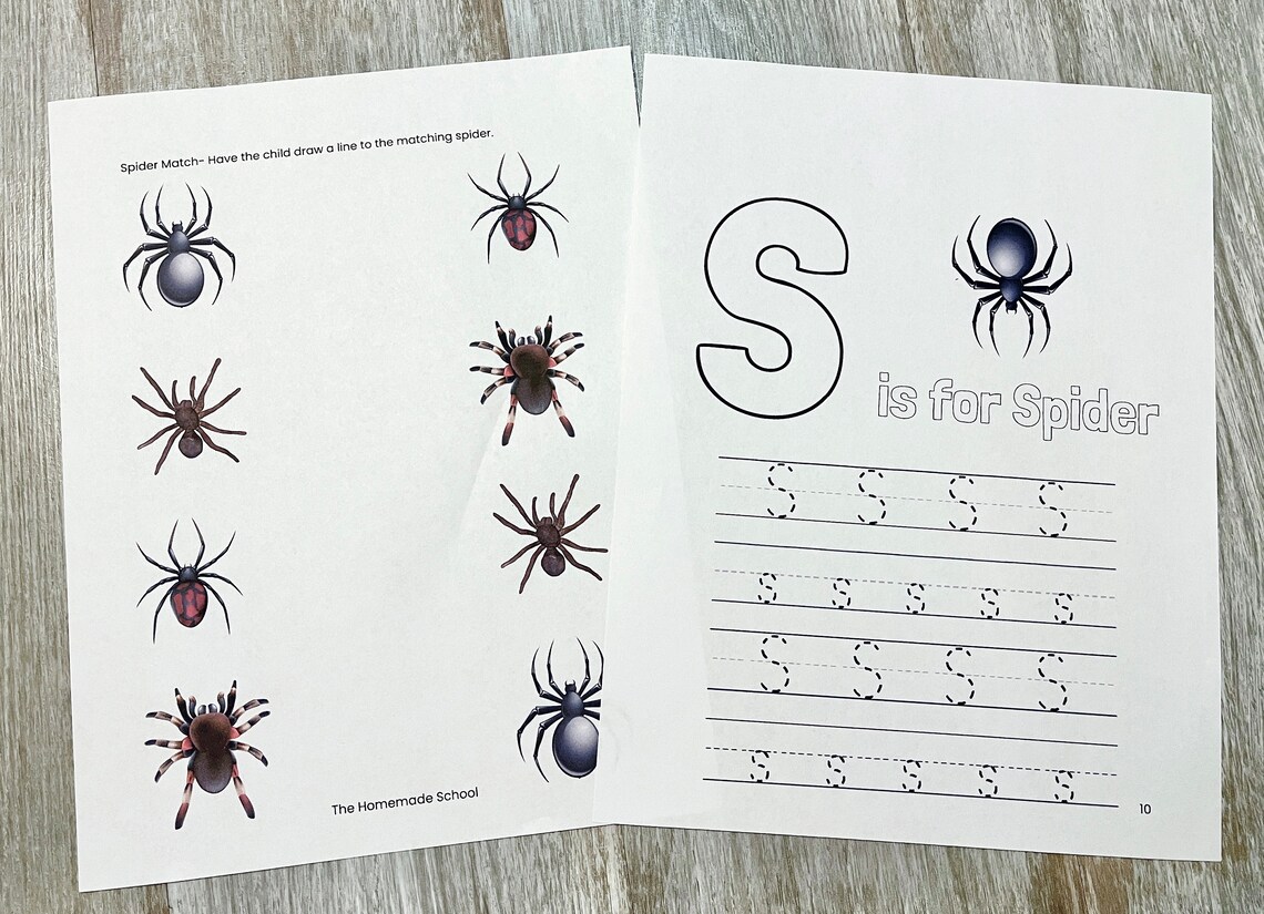 Spider Unit Study, Halloween Unit Study, Spider Life Cycle, Spider ...