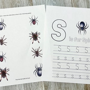 Spider Unit Study, Halloween Unit Study, Spider Life Cycle, Spider ...