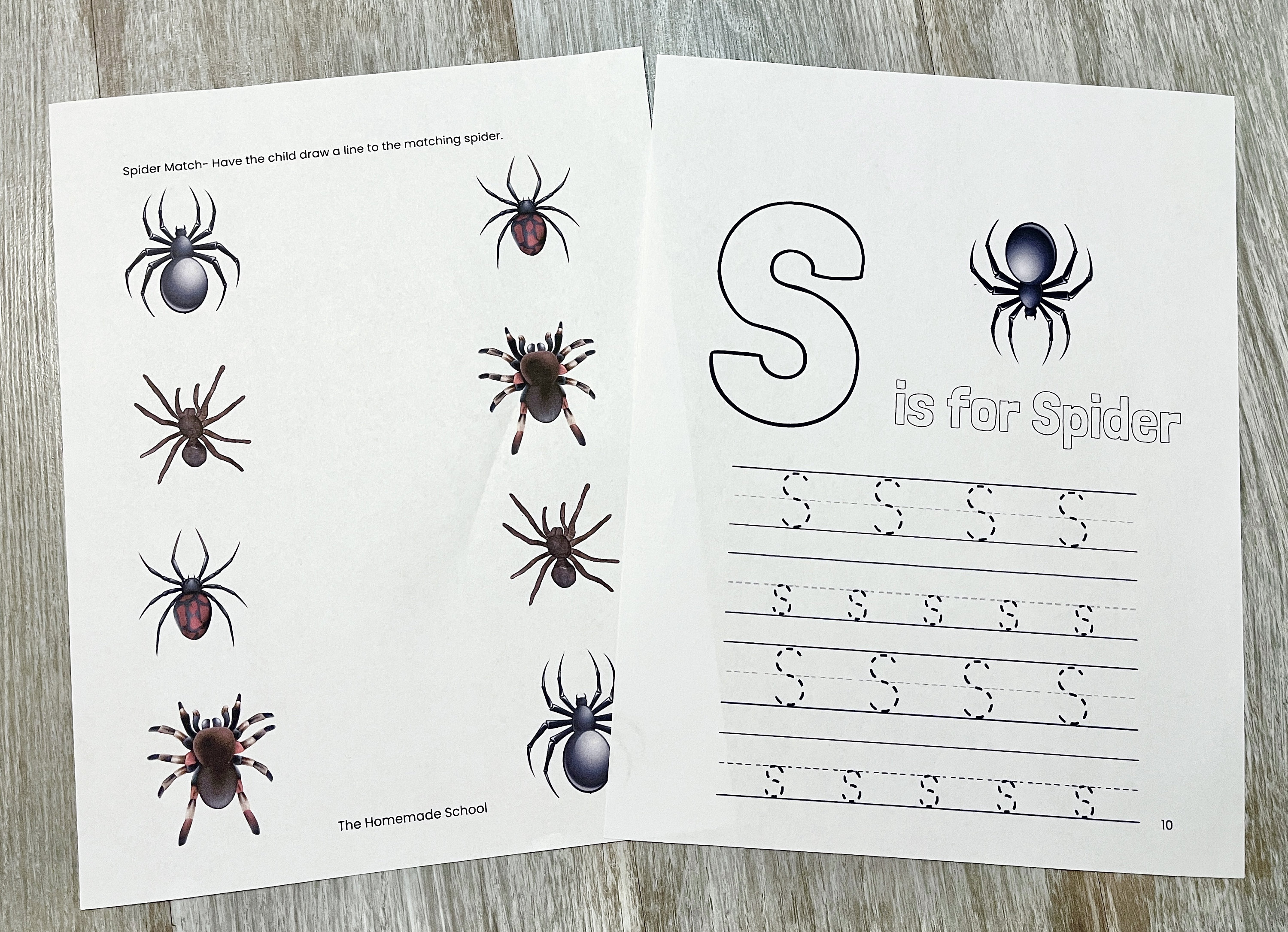 Spider Unit Study, Halloween Unit Study, Spider Life Cycle, Spider ...