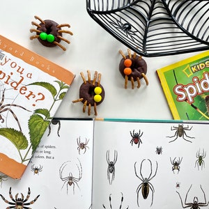 Spider Unit Study, Halloween Unit Study, Spider Life Cycle, Spider ...