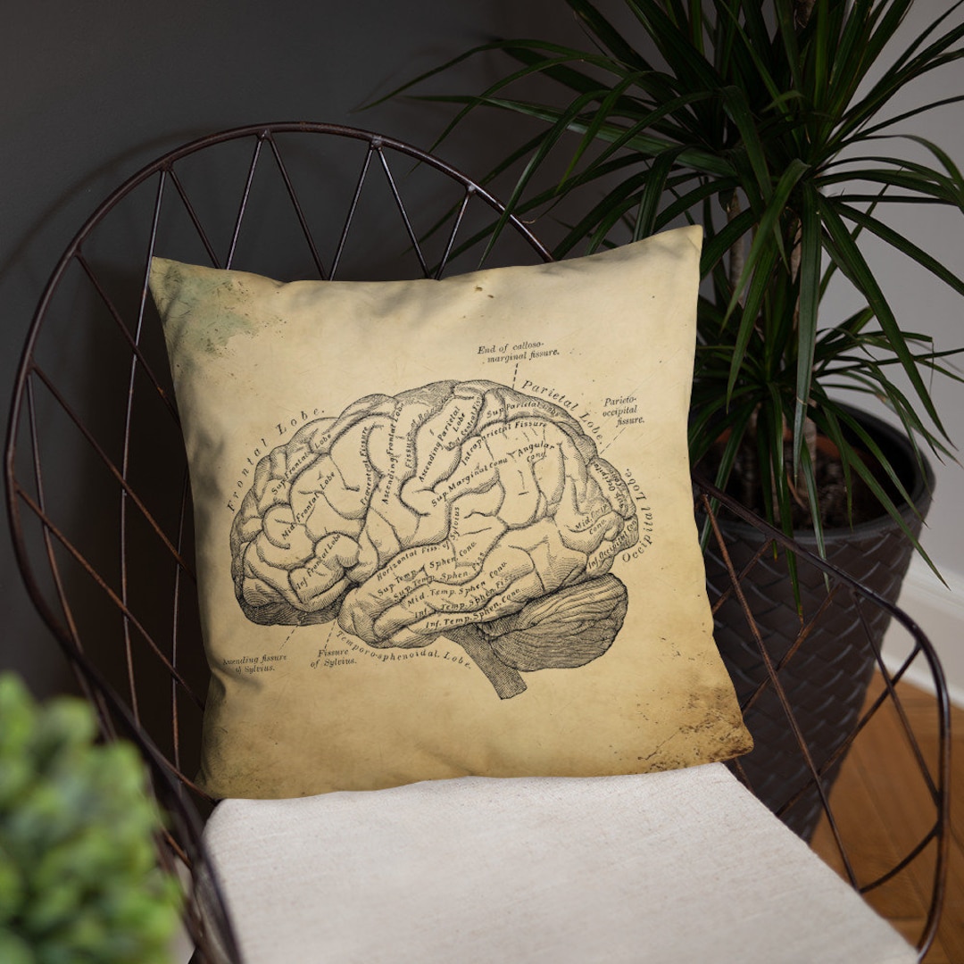 Vintage Brain Pillow, Anatomical Brain Neurology, Doctor Surgeon ...