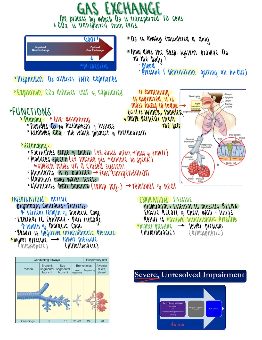 Pathophysiology Notes - Respiratory System - Etsy