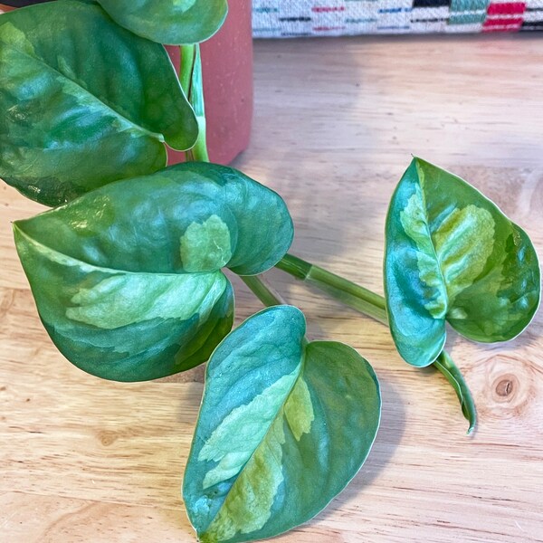 Global Green Pothos - Etsy