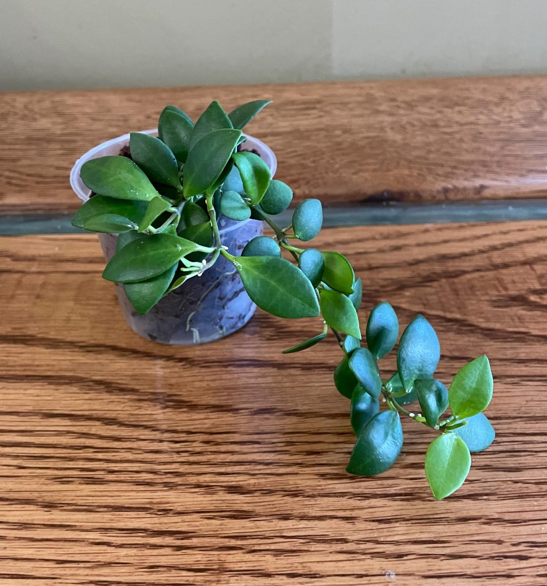 Hoya Cv Mini Pixie, Exact Plant in 2 1/2" Nursery Pot, Well Rooted ...