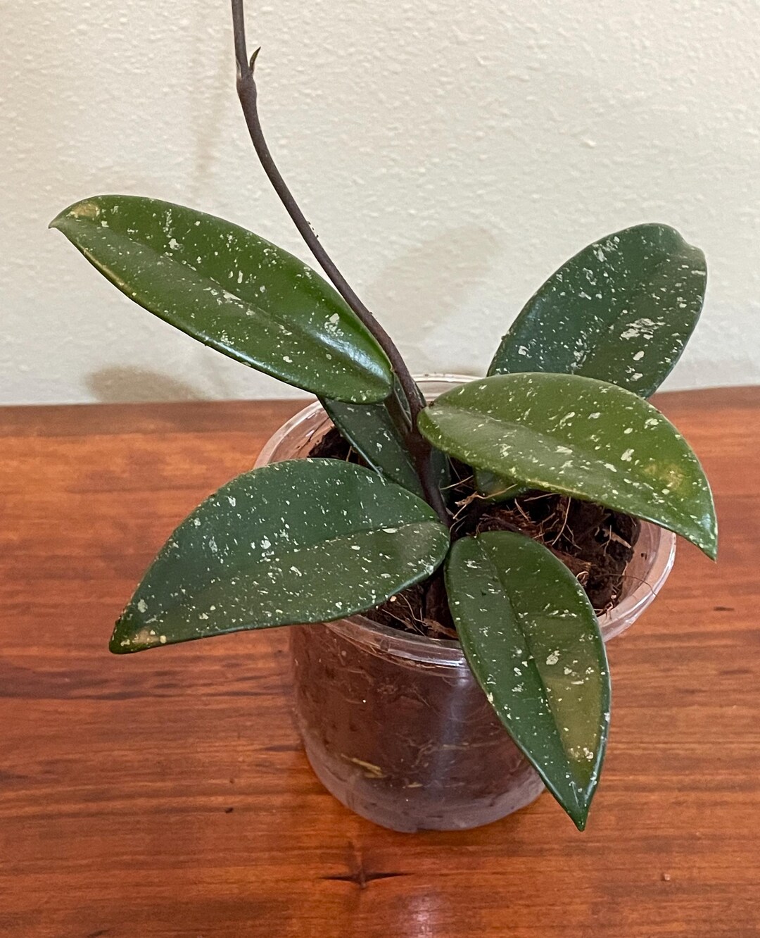 Hoya 'crystal', Exact Plant in 3 1/2" Nursery Pot, Well Rooted Cutting ...