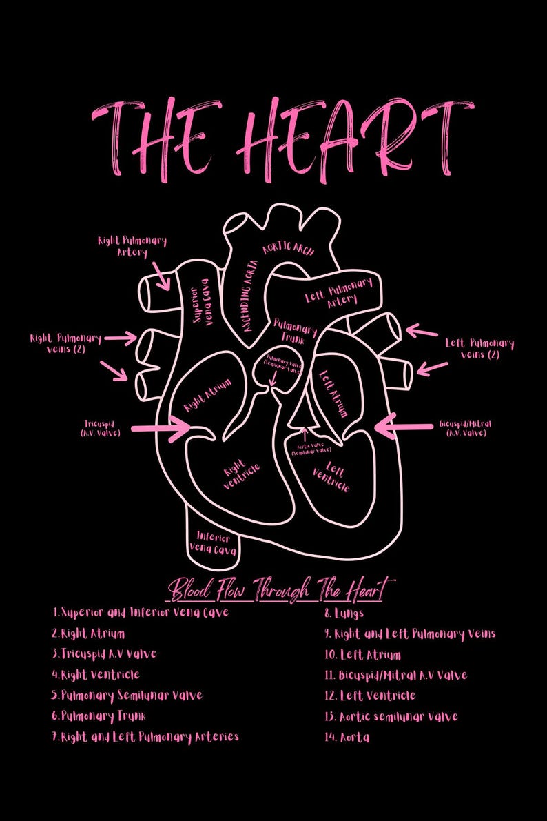 Basic Anatomy of the Heart Dorm Poster - Etsy