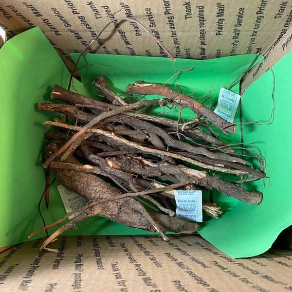 Sassafras Root - Etsy