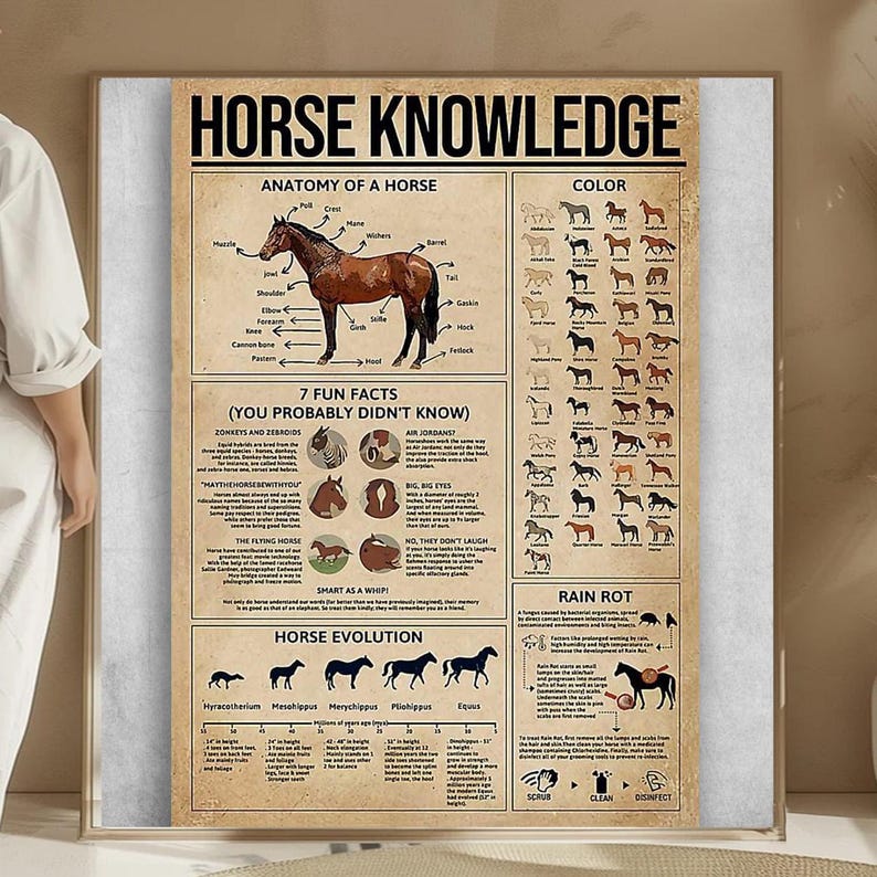 Horse Knowledge Anatomy of a Horse Color 7 Fun Facts You Probaly Didnt ...