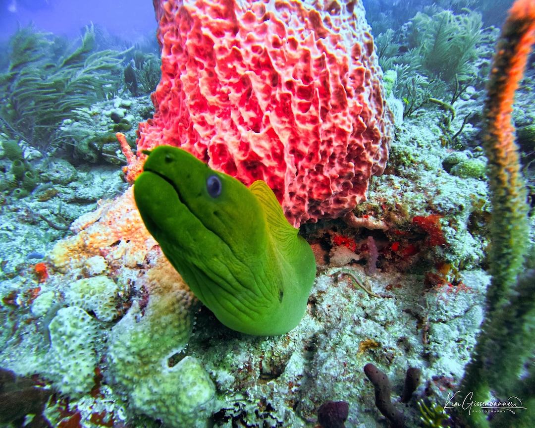 Moray Eel Color Photo Art Decor, West Palm Beach, Underwater Photo ...