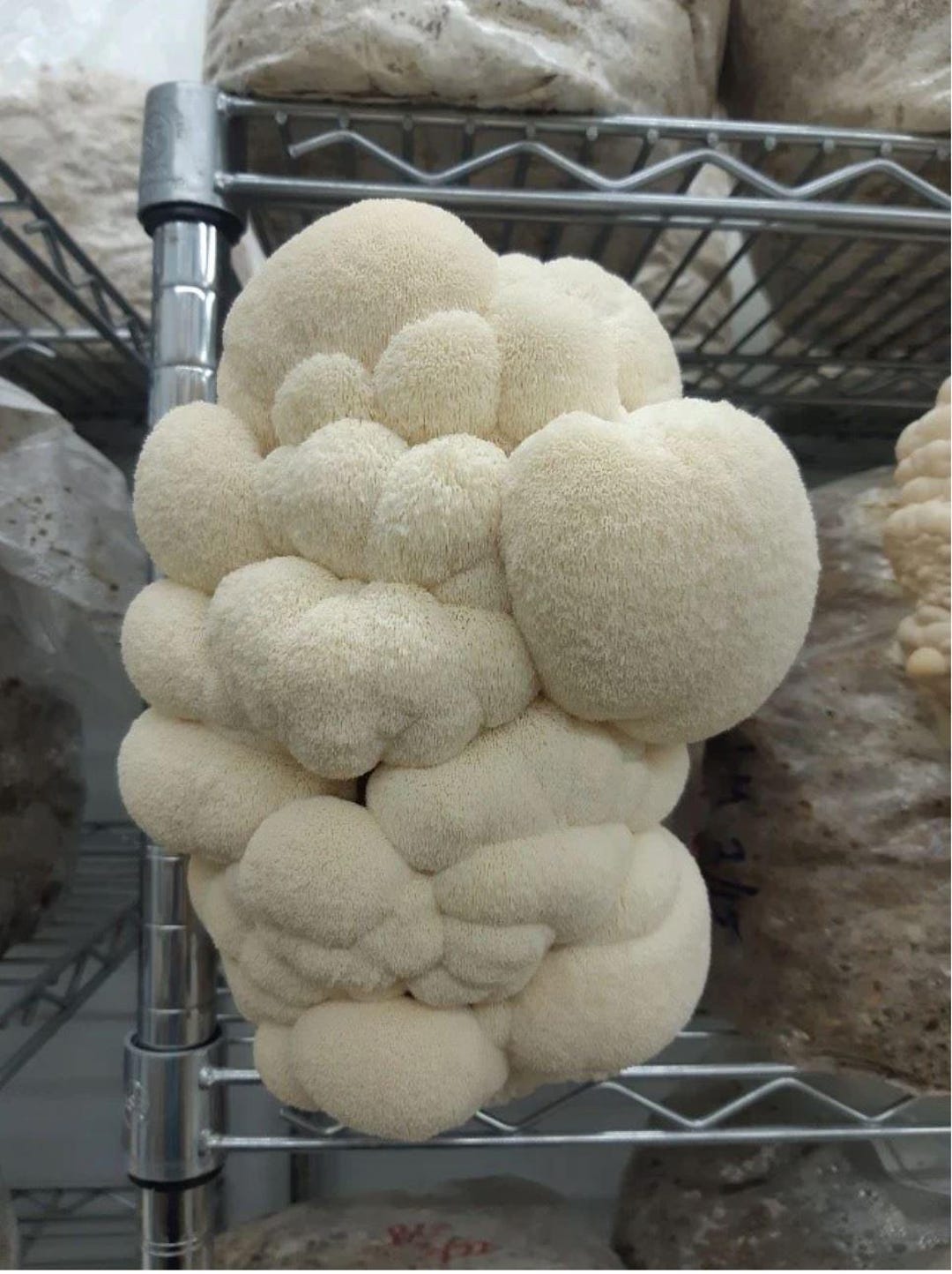 Lion's Mane Mushroom Spawn Strain (hericum Erinaceus) - Best Quality ...