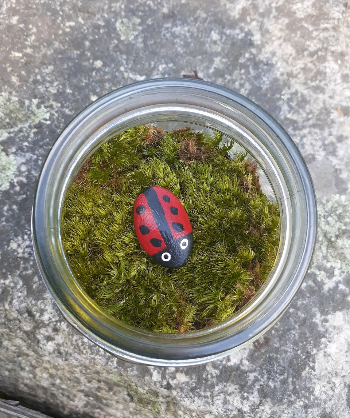 Diy Terrarium Kit: includes Moss, Ladybug Rock, Soil, Jar, Gravel, and ...