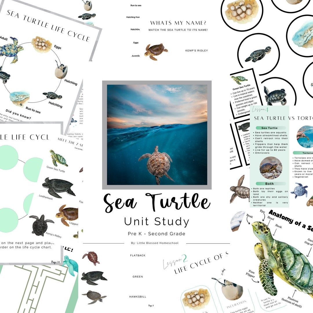 Sea Turtle Unit Study, Mini Sea Turtle Unit Study, Homeschool Science ...
