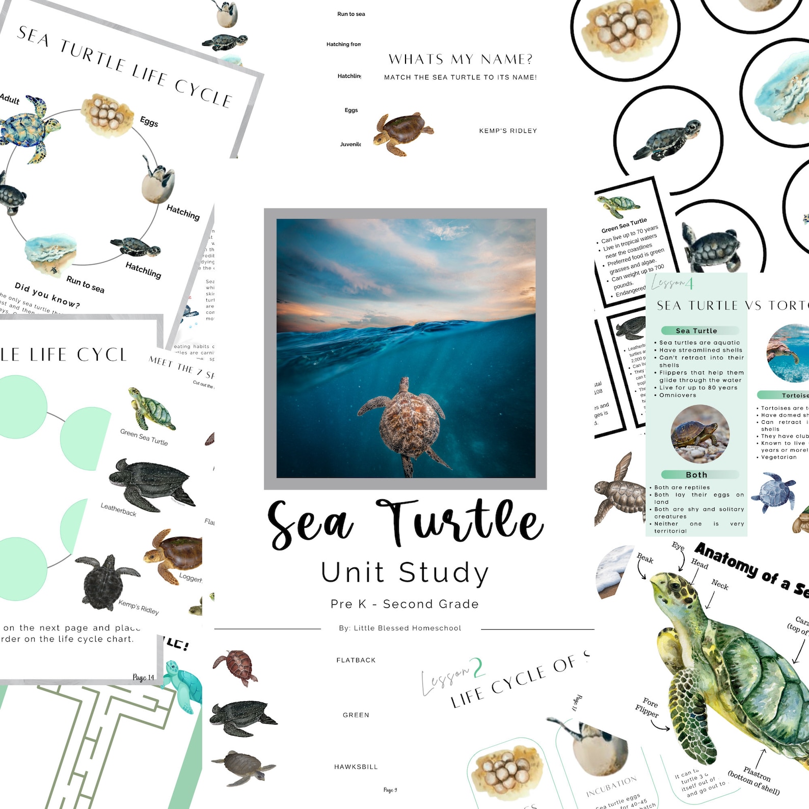 Sea Turtle Unit Study, Mini Sea Turtle Unit Study, Homeschool Science ...