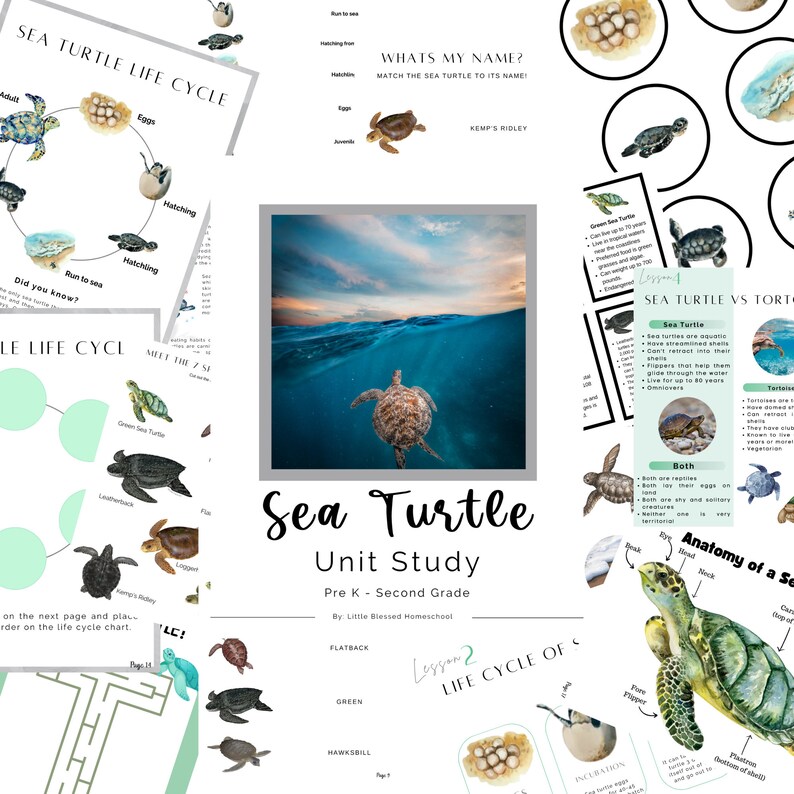 Sea Turtle Unit Study, Mini Sea Turtle Unit Study, Homeschool Science Unit Study, Sea Turtle ...