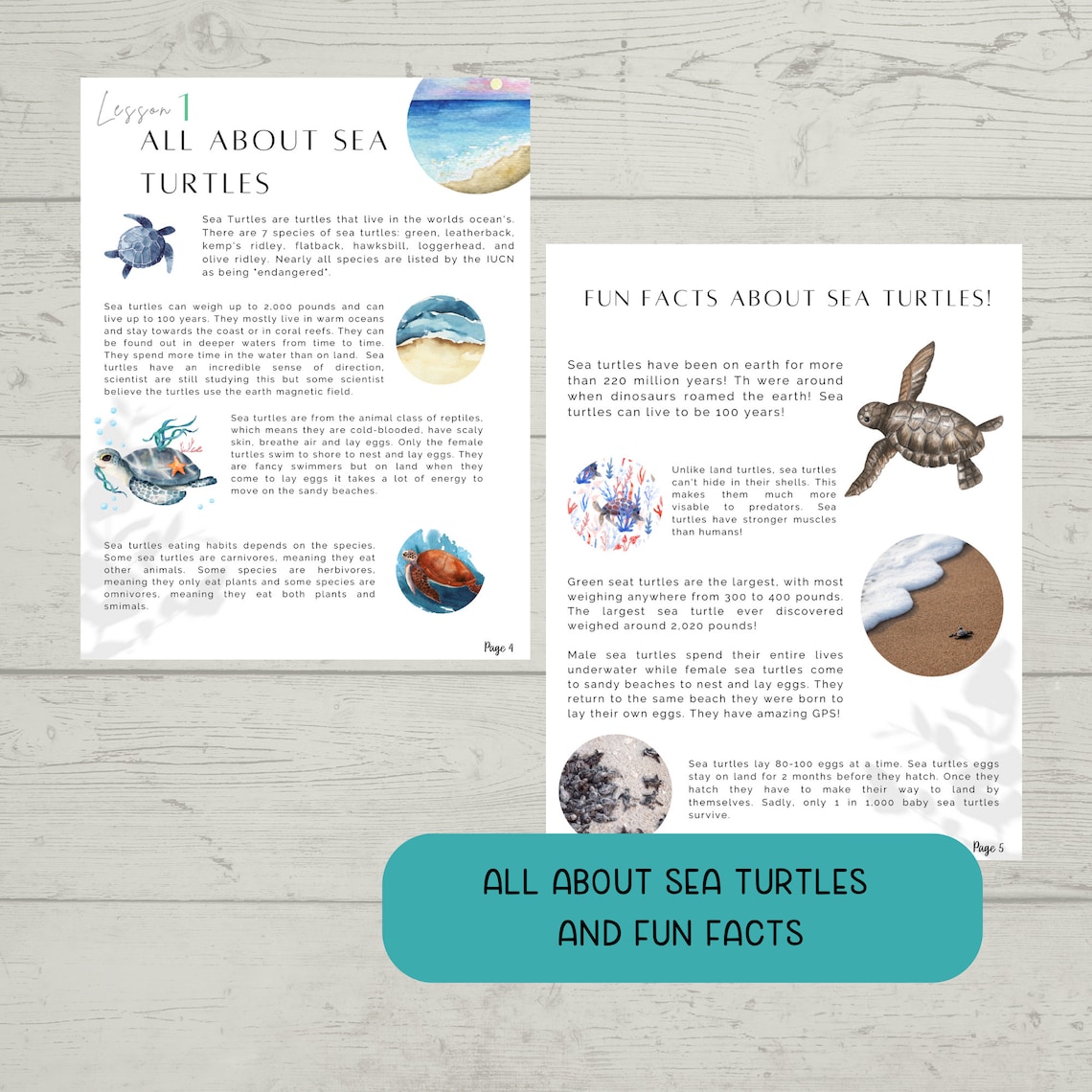 Sea Turtle Unit Study, Mini Sea Turtle Unit Study, Homeschool Science ...