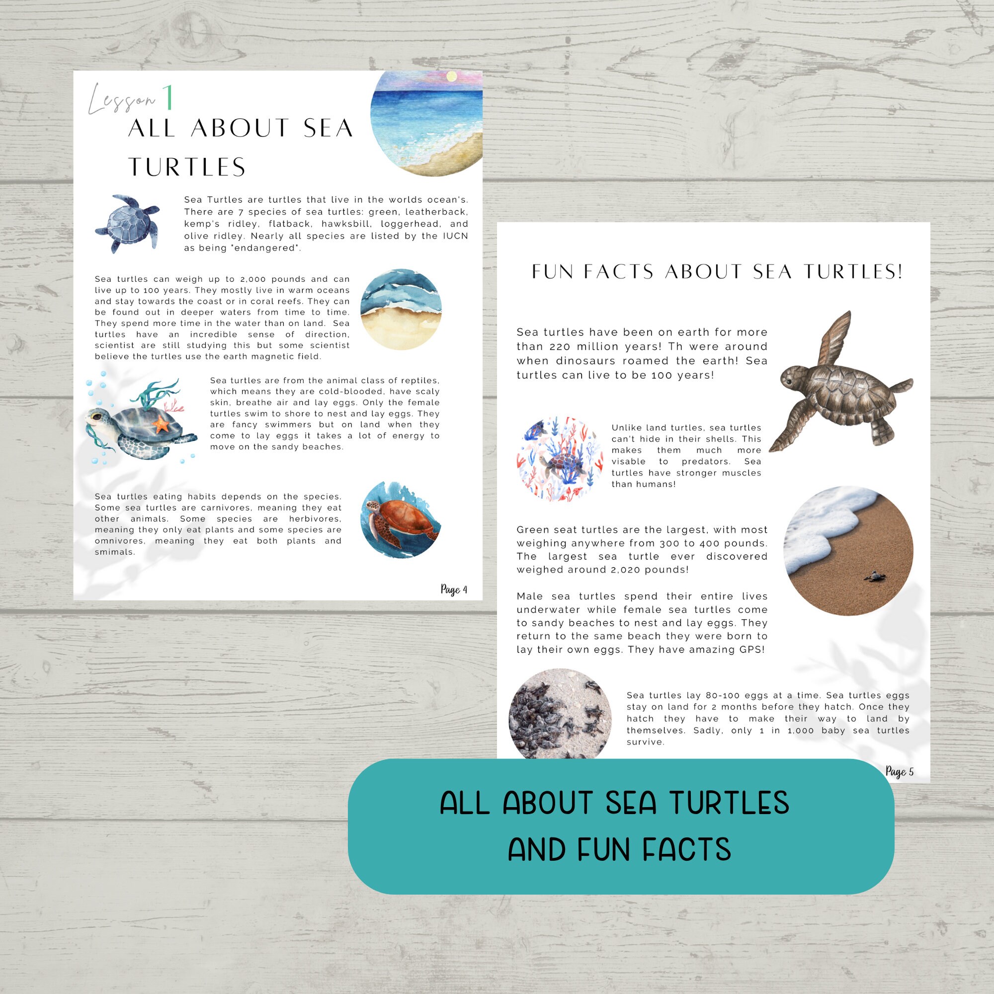 Sea Turtle Unit Study, Mini Sea Turtle Unit Study, Homeschool Science ...