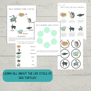 Sea Turtle Unit Study, Mini Sea Turtle Unit Study, Homeschool Science ...