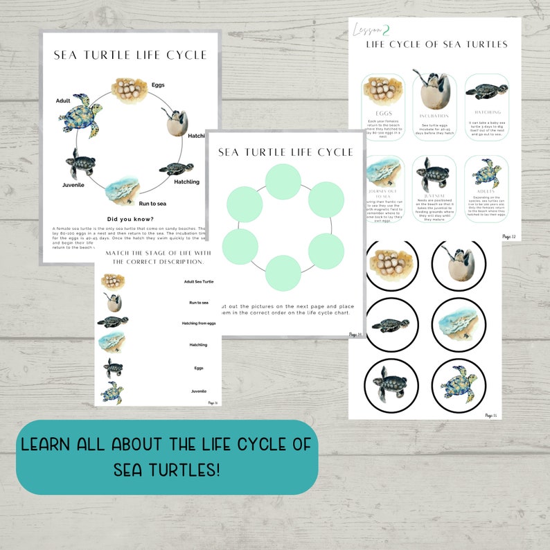 Sea Turtle Unit Study, Mini Sea Turtle Unit Study, Homeschool Science ...