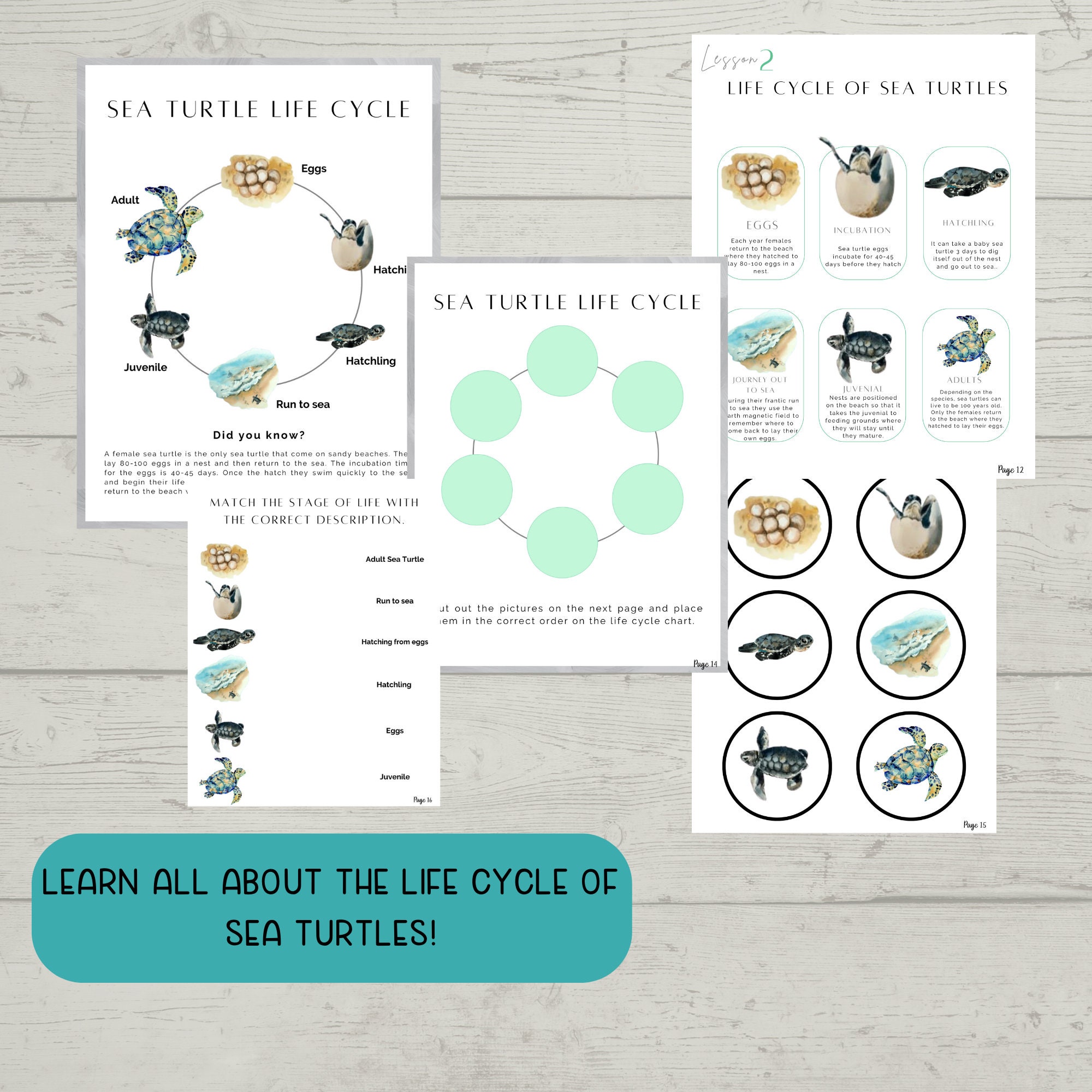 Sea Turtle Unit Study, Mini Sea Turtle Unit Study, Homeschool Science ...