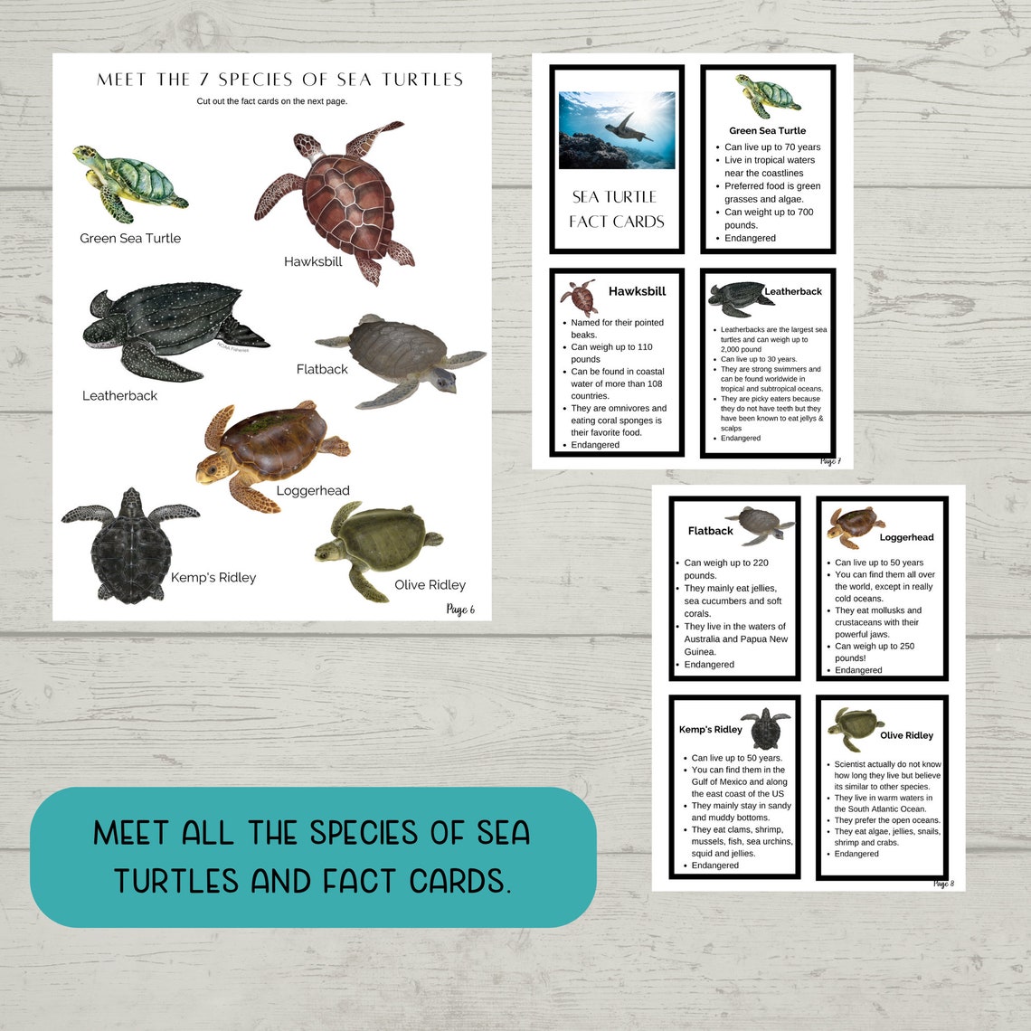 Sea Turtle Unit Study, Mini Sea Turtle Unit Study, Homeschool Science ...