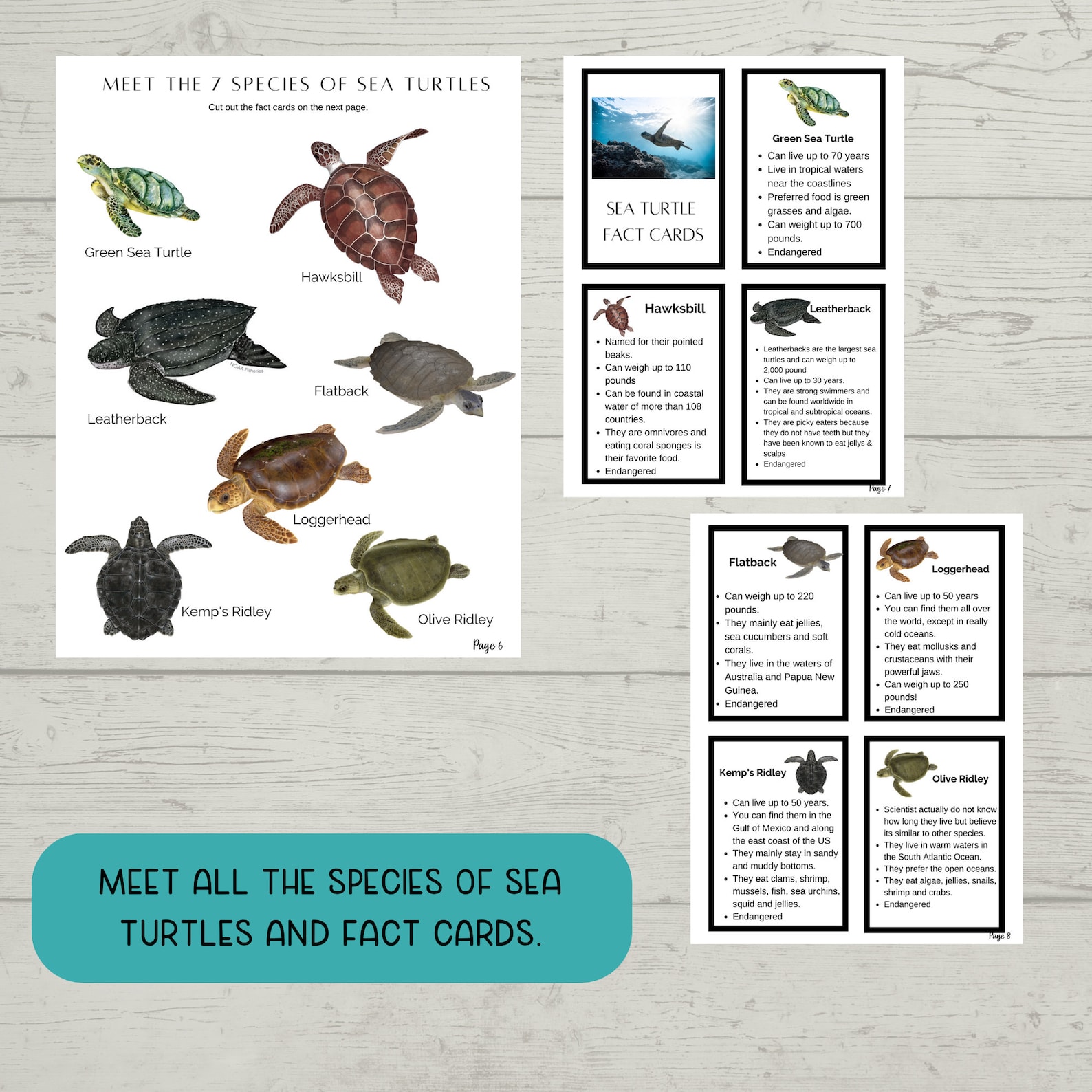 Sea Turtle Unit Study, Mini Sea Turtle Unit Study, Homeschool Science ...