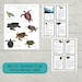 Sea Turtle Unit Study, Mini Sea Turtle Unit Study, Homeschool Science ...