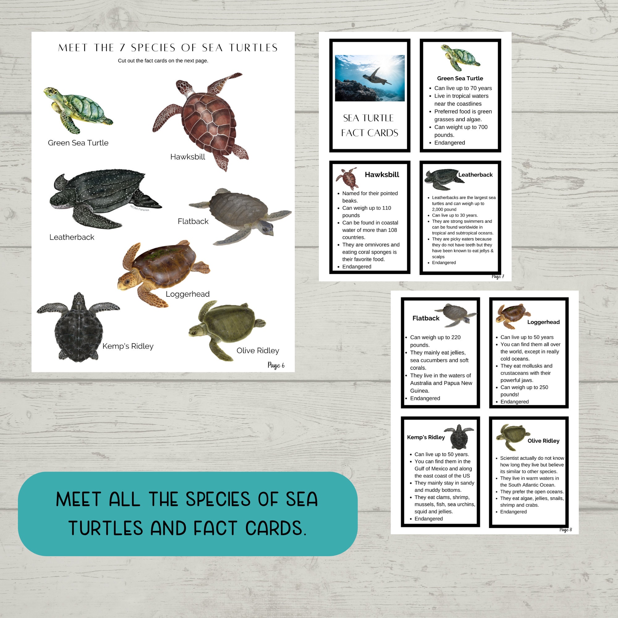 Sea Turtle Unit Study, Mini Sea Turtle Unit Study, Homeschool Science ...