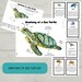 Sea Turtle Unit Study, Mini Sea Turtle Unit Study, Homeschool Science ...