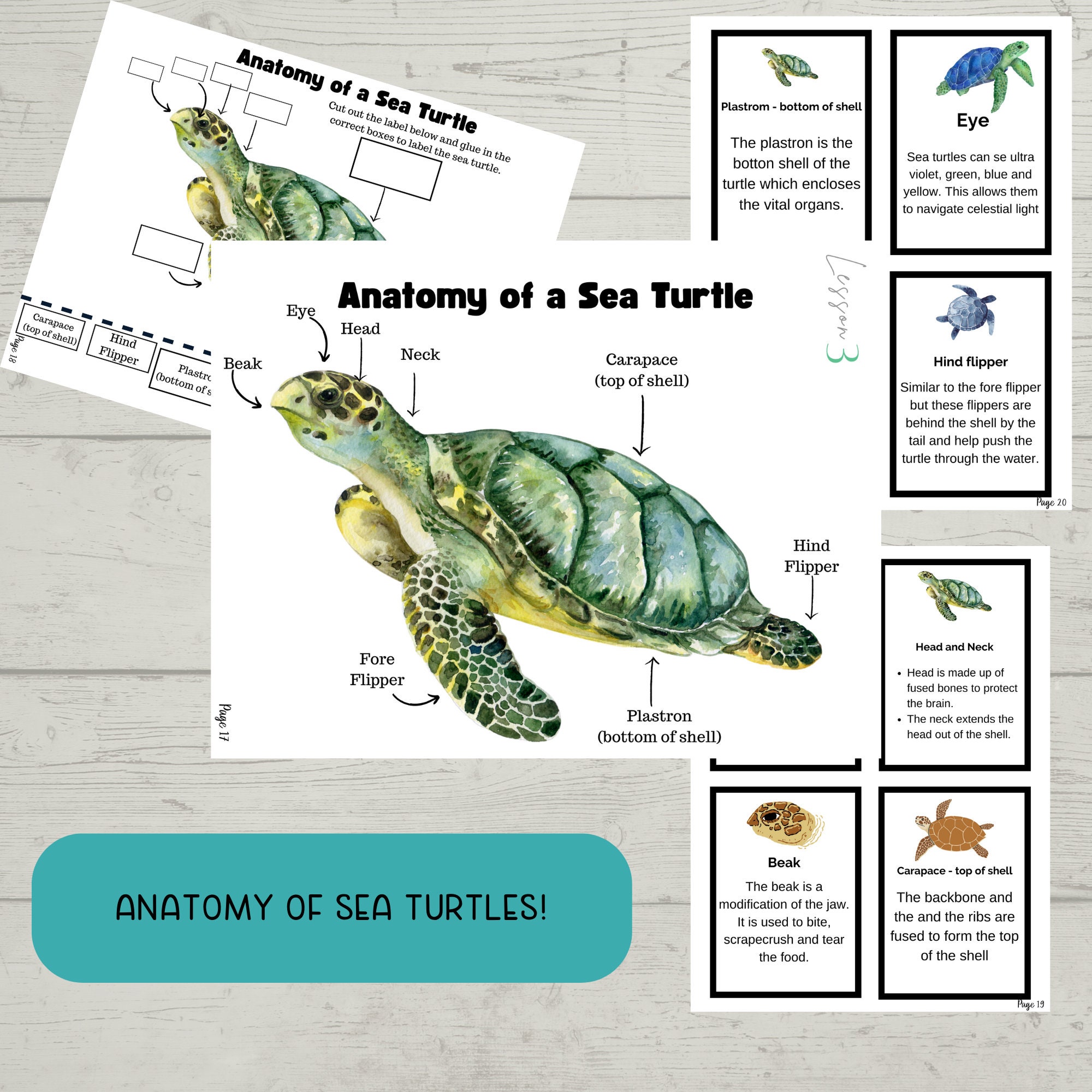 Sea Turtle Unit Study, Mini Sea Turtle Unit Study, Homeschool Science ...