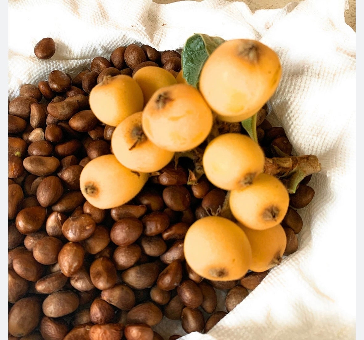 20 Loquat Seeds, Loquat Fruit, Fresh Organic Loquat, Japonica ...