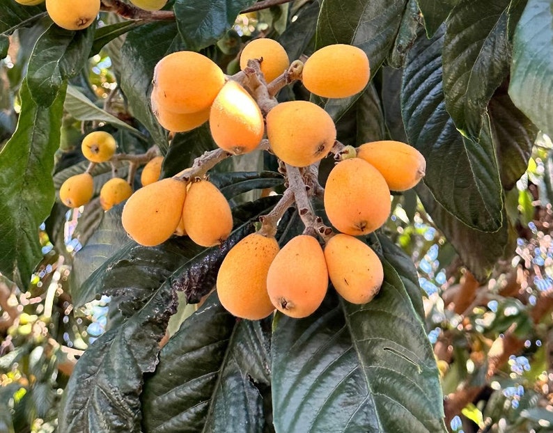 20 Loquat Seeds, Loquat Fruit, Fresh Organic Loquat, Japonica ...