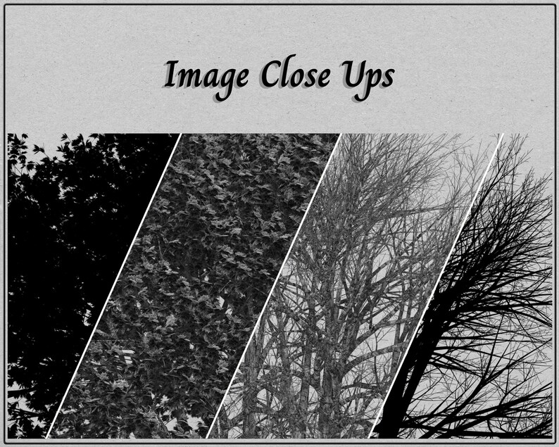 Grayscale Trees, Silhouette Trees, Tree Clipart, Tree Art, Tree Pack ...