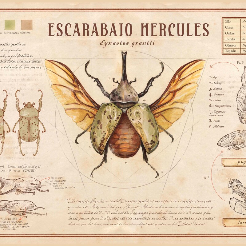 Vintage Entomology Print - Etsy