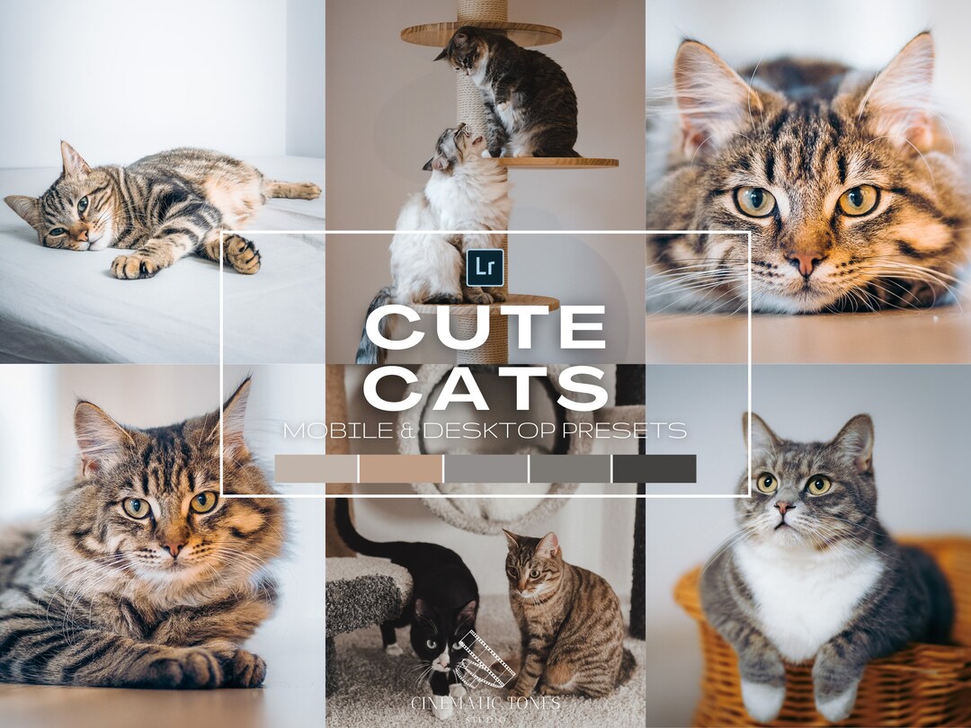 15 Cat Presets for Lightroom Mobile & Desktop, Cats Presets, Cat Filter ...