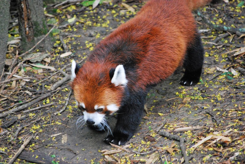 Red Panda Digital Art Print - Etsy