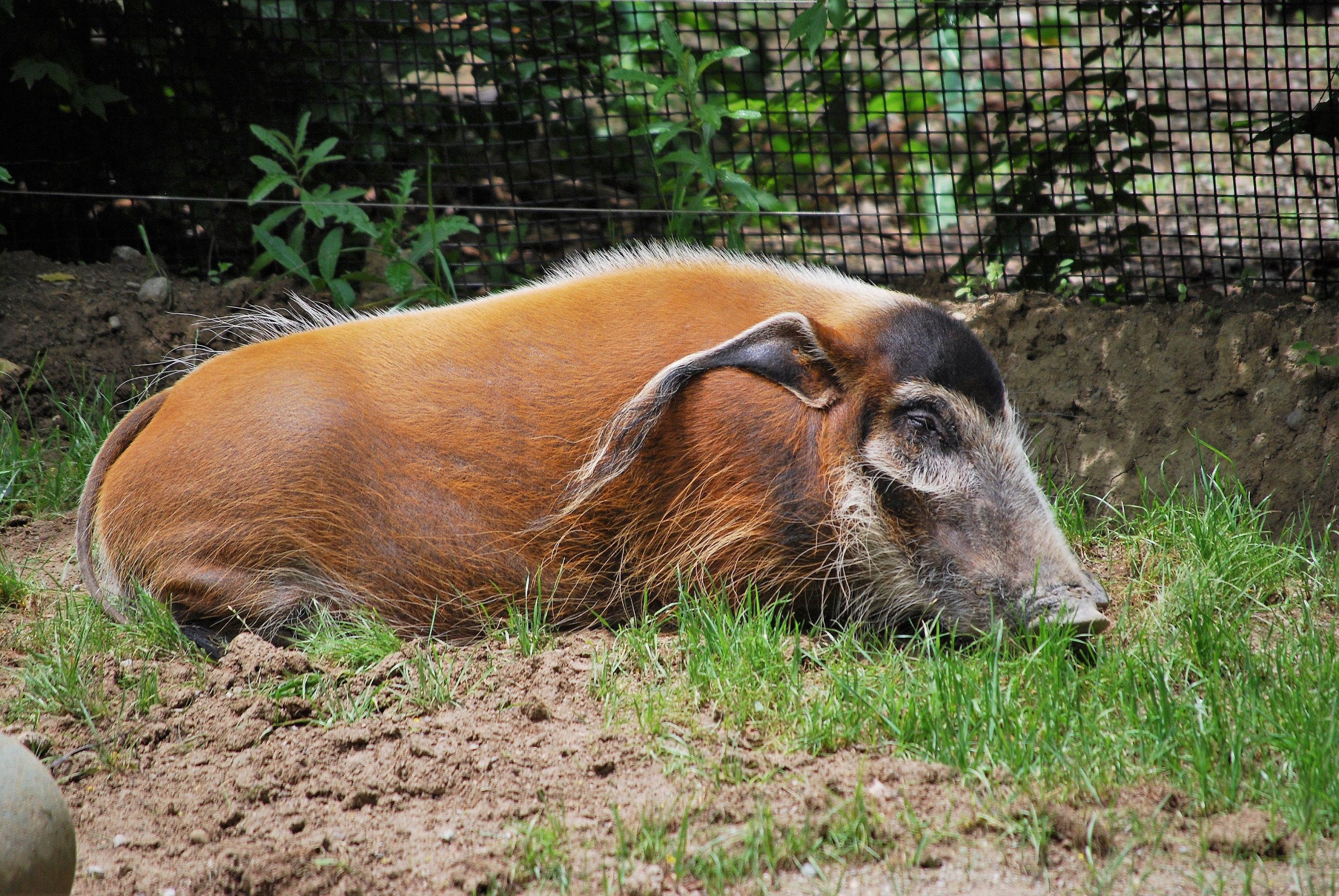 Red River Hog Digital Art Print - Etsy