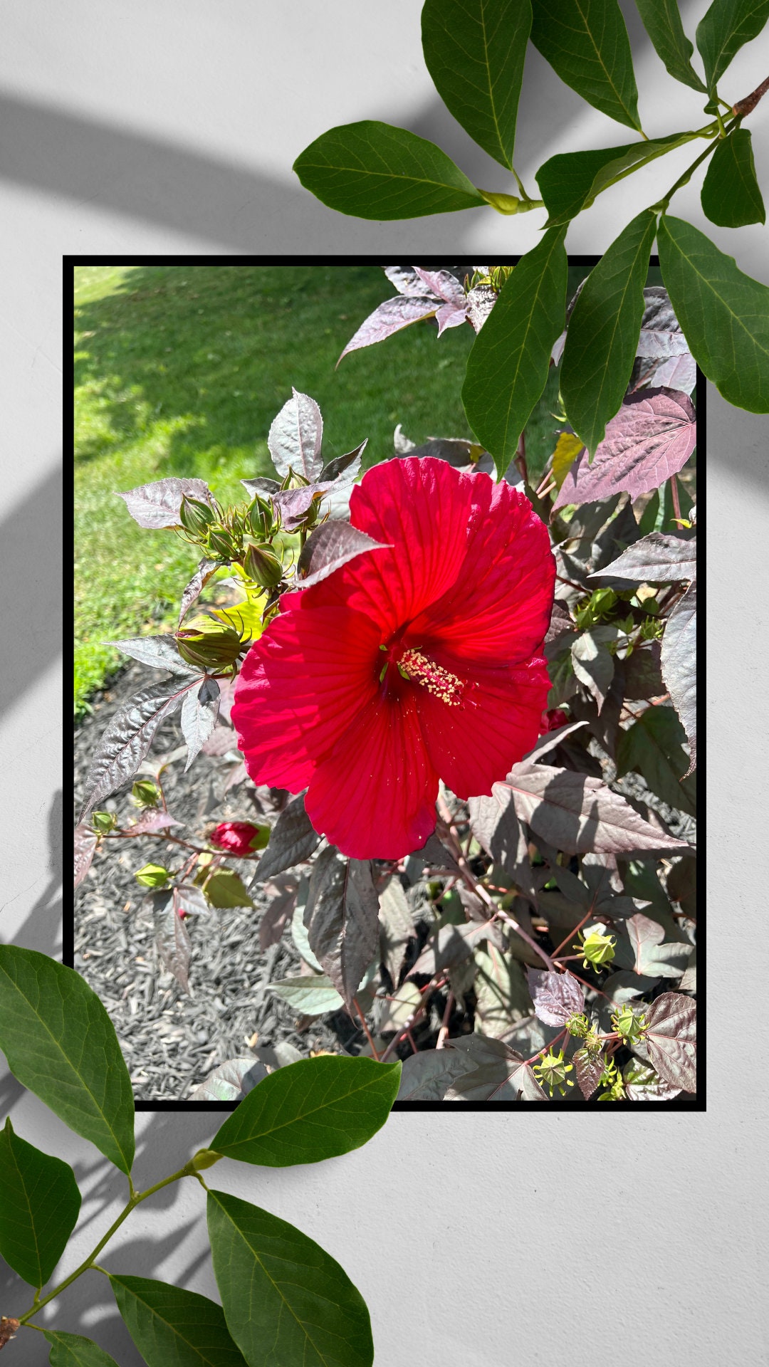 Red Hibiscus Digital Art Print - Etsy