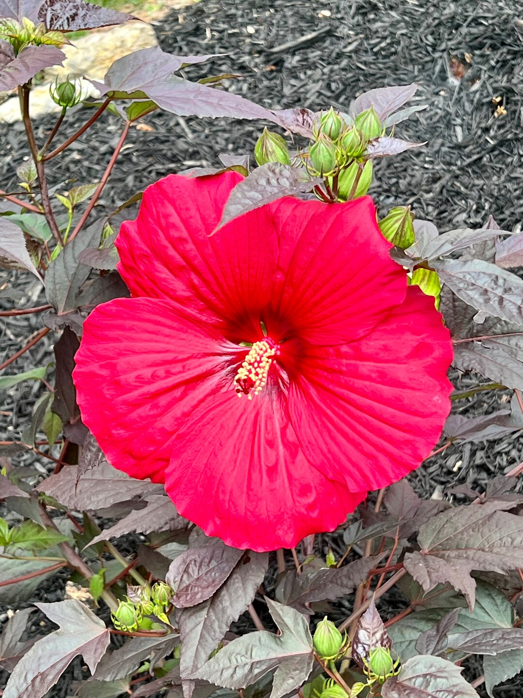 Hibiscus Digial Art Print - Etsy