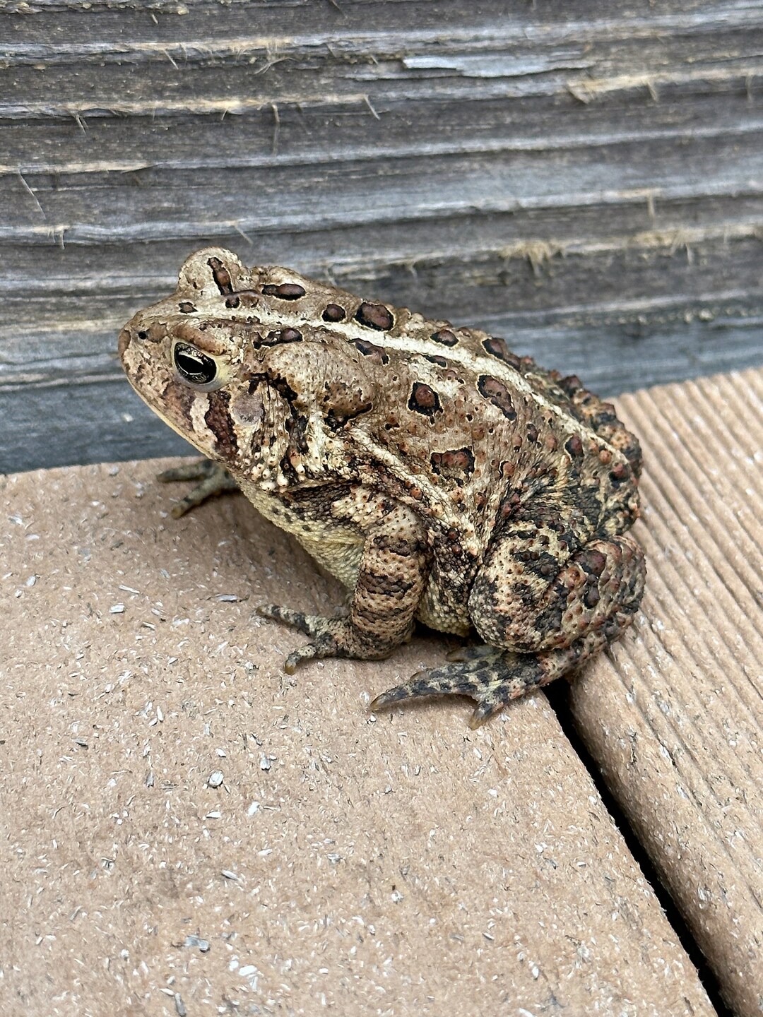 American Toad Digital Art Print - Etsy