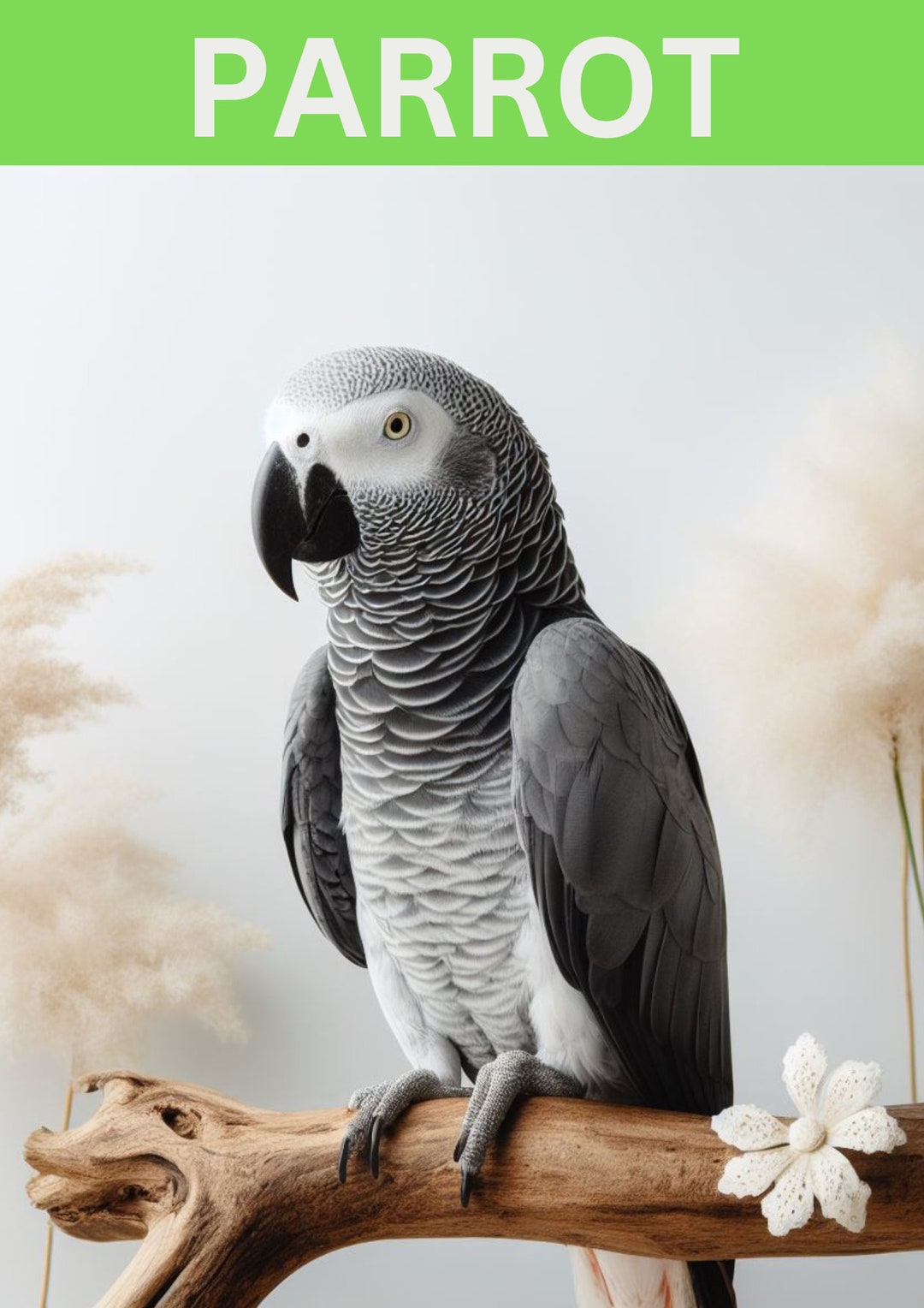 Parrot Printable Flashcard for Learning. - Etsy