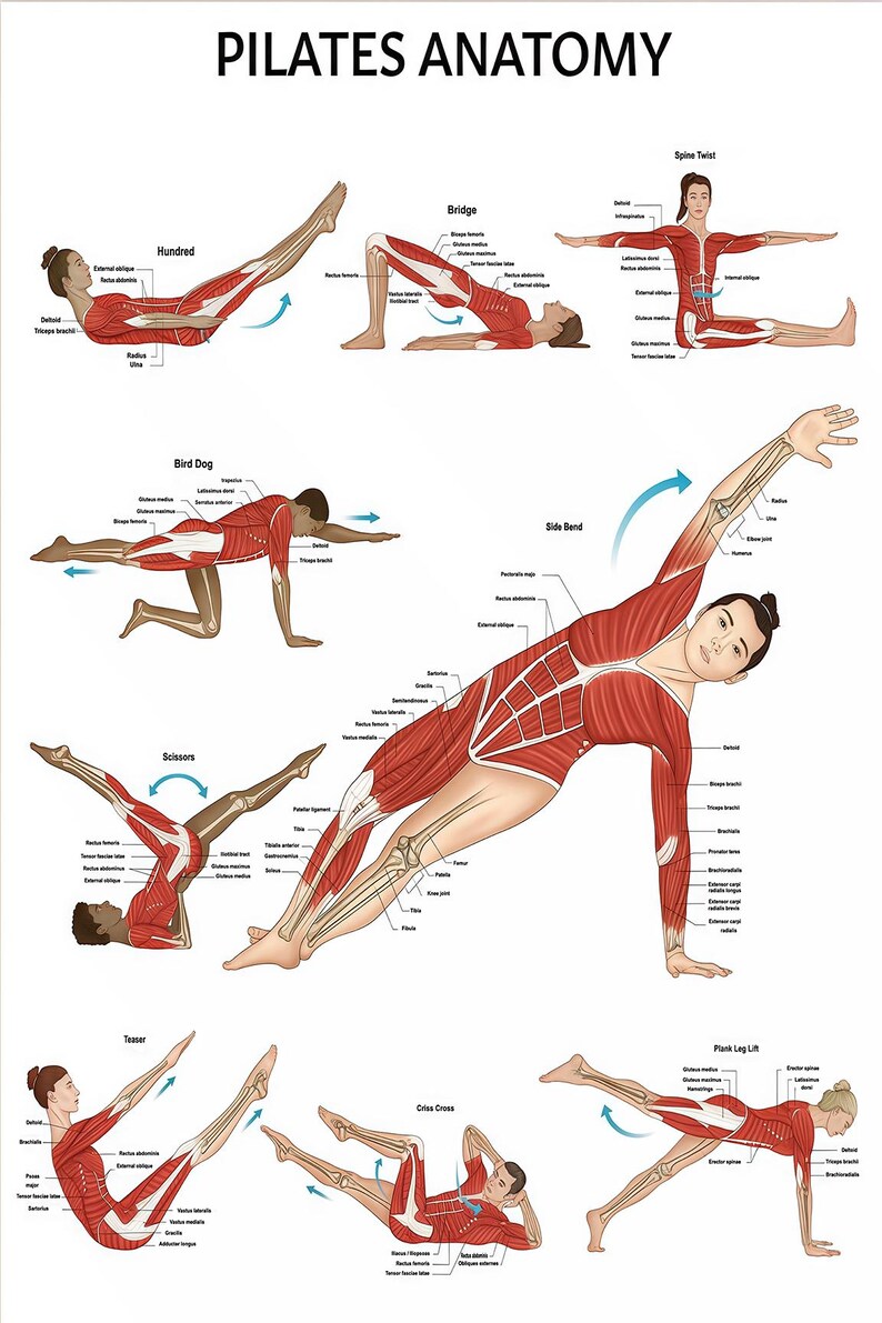 The Anatomy Lab Human Skeletal and Muscular Systems With Yoga Pilates B ...