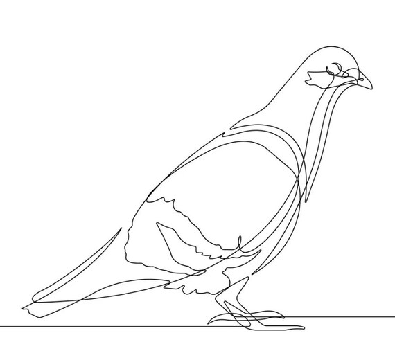 Pigeon Line Drawing