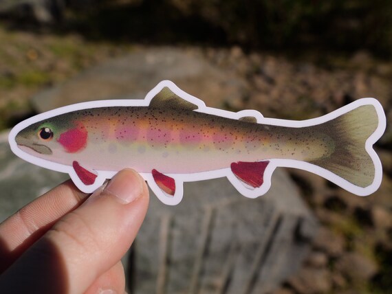 Baby Rainbow Trout Fish