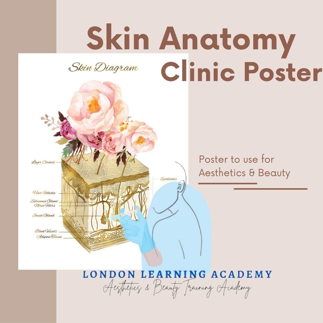 Digital Skin Anatomy Poster Perfect for Beauty Aesthetic Professionals ...
