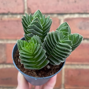 Baby Buddhas Temple Houseplant Crassula Mini Indoor Plant Pyramidalis ...