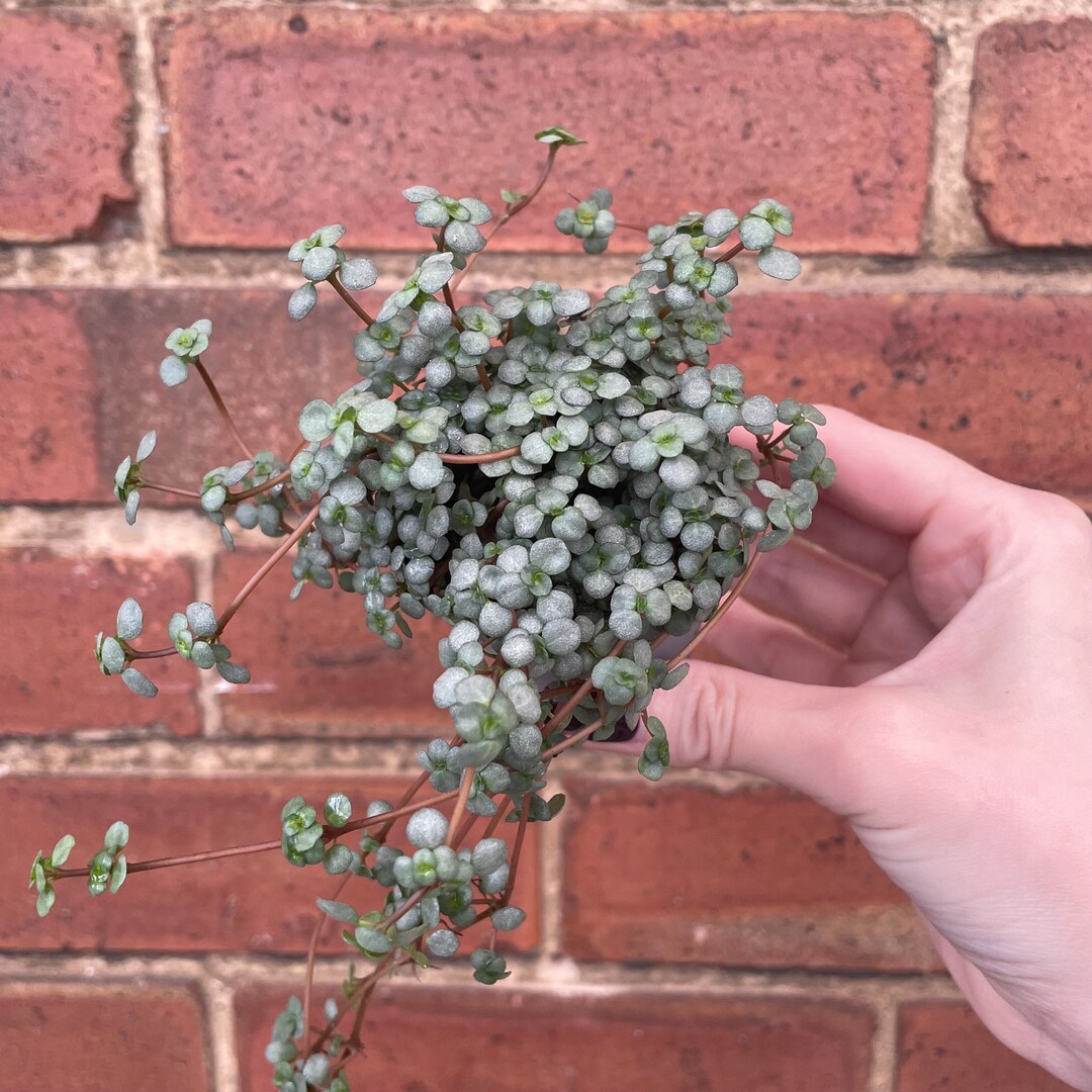 Pilea Glaucophyll Greyzy Trailing Houseplant Indoor Terrarium Plants ...