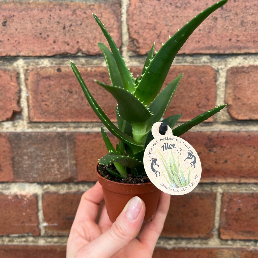 Baby Aloe Mitre Indoor Plant Succulent Houseplant Mini Plant - Etsy UK